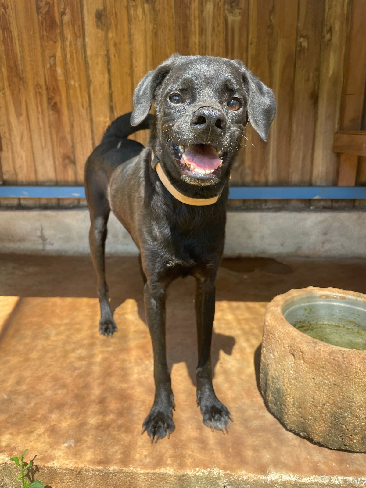 Conoce a Mondo - Nosara Animal Care